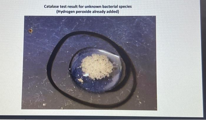 Solved Gram stain of unknown bacterial speciesAmylose test | Chegg.com