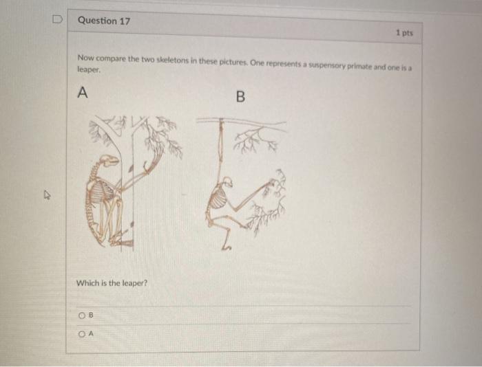 Solved Question 17 1 pts Now compare the two skeletons in | Chegg.com