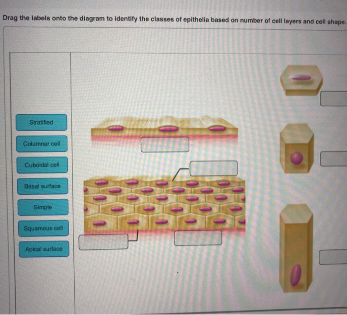 Solved Identify the tissues and structures indicated. Drag | Chegg.com Solved Identify the tissues and structures indicated. Drag | Chegg.com