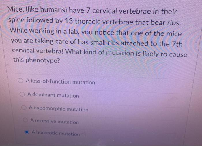 Solved Mice, (like humans) have 7 cervical vertebrae in | Chegg.com
