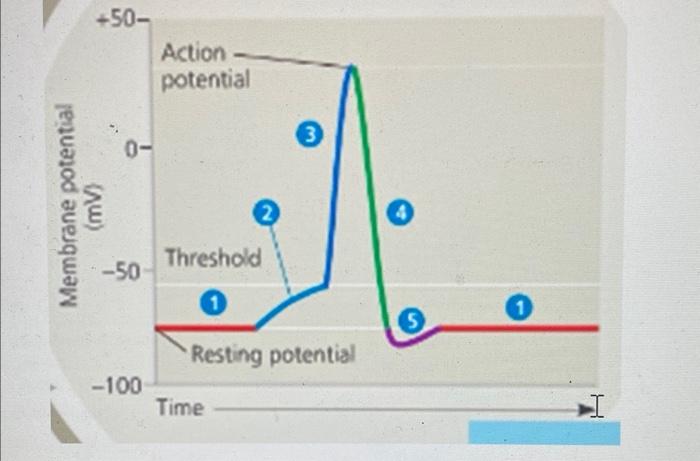 Solved b. Explain what happens at each stage in the graph, | Chegg.com