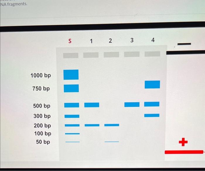 Solved record the identifications if the separated fragments | Chegg.com