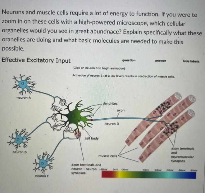 Solved Neurons and muscle cells require a lot of energy to | Chegg.com