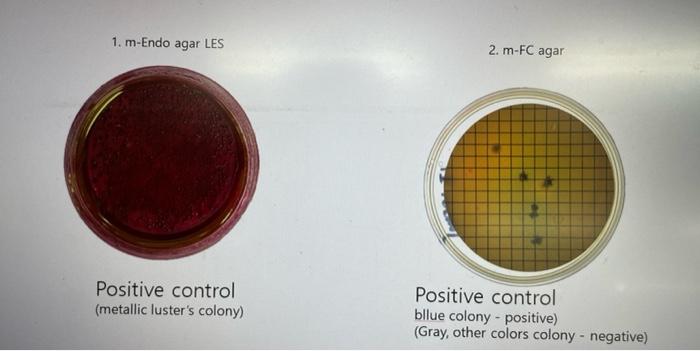 Solved 1. m-Endo agar LES 2. m-FC agar Positive control | Chegg.com