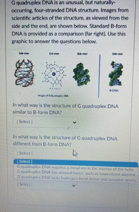 Solved G quadruplex DNA is an unusual, but | Chegg.com