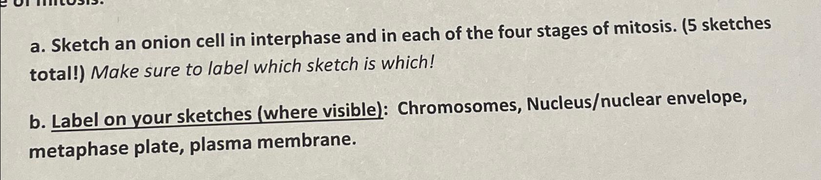 Solved a. ﻿Sketch an onion cell in interphase and in each of | Chegg.com