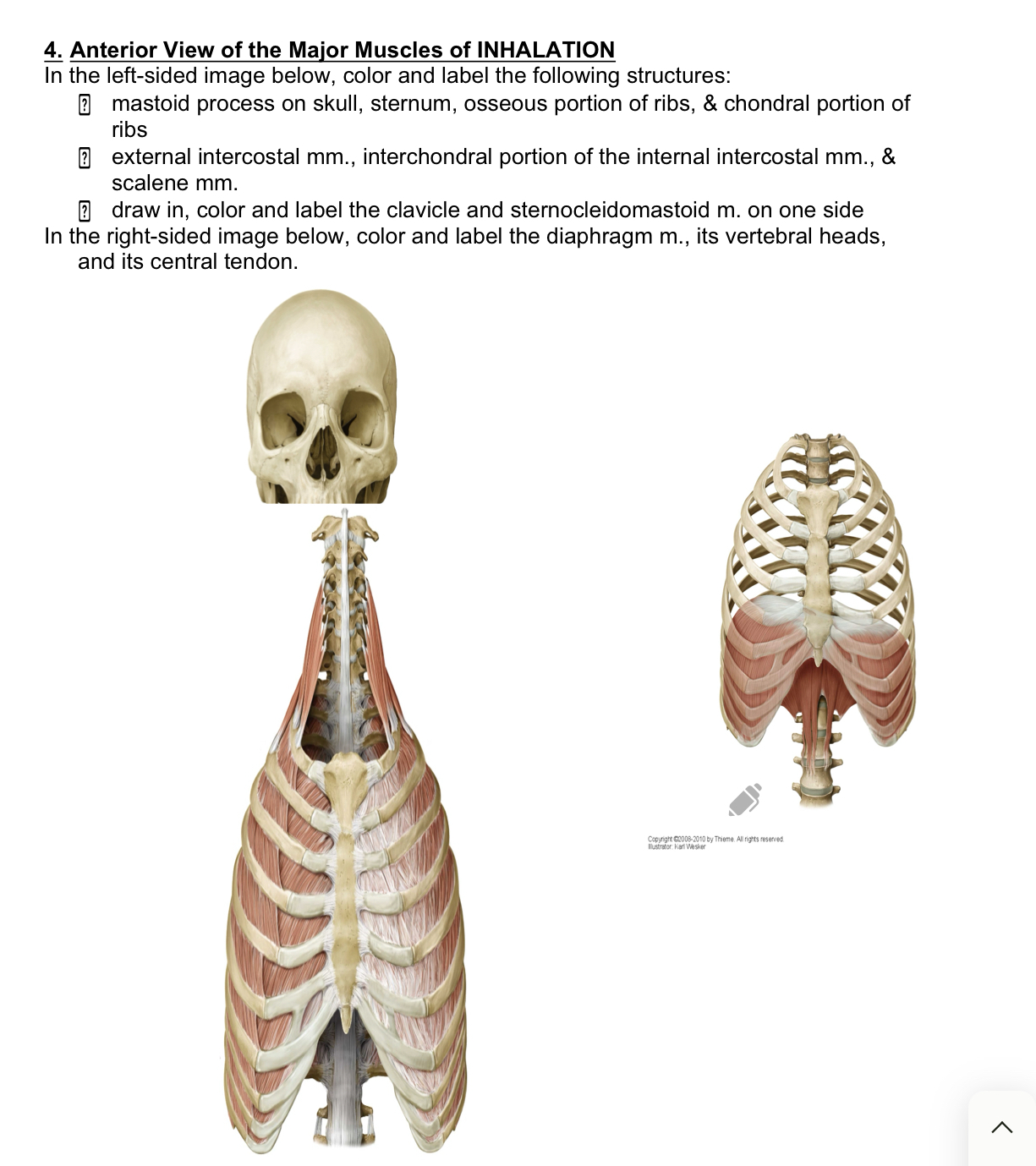 Solved Anterior View of the Major Muscles of INHALATIONIn | Chegg.com