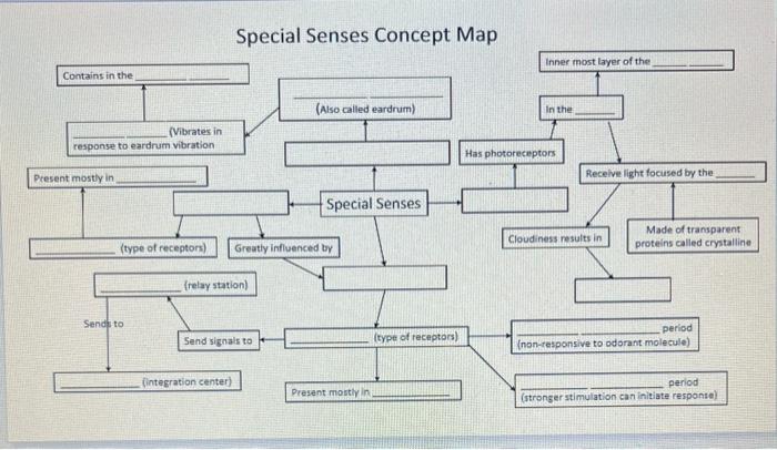 Solved Special Senses Concept Map | Chegg.com