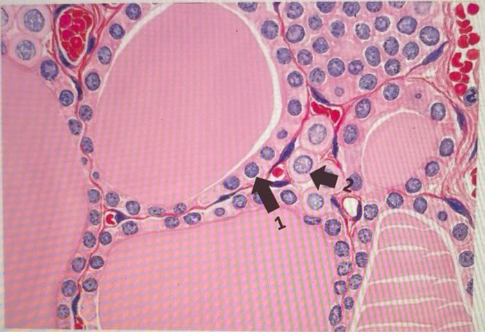 Solved endocrine systemIdentify pointed structures and areas | Chegg.com