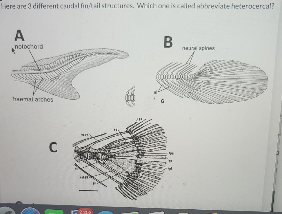 Solved Here are 3 different caudal fin/tail structures. | Chegg.com