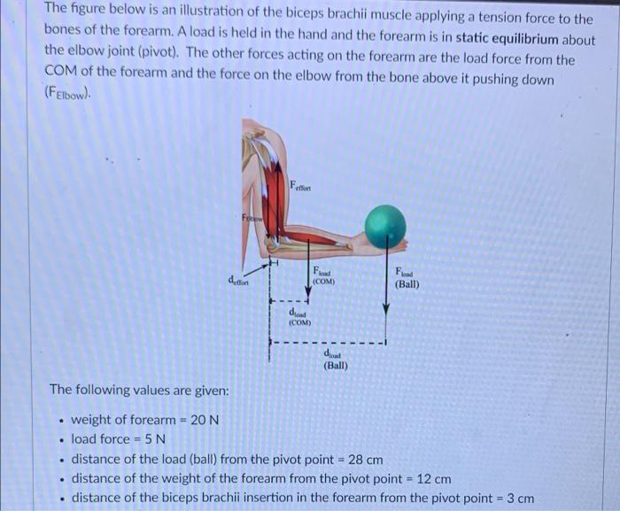 Solved The figure below is an illustration of the biceps | Chegg.com