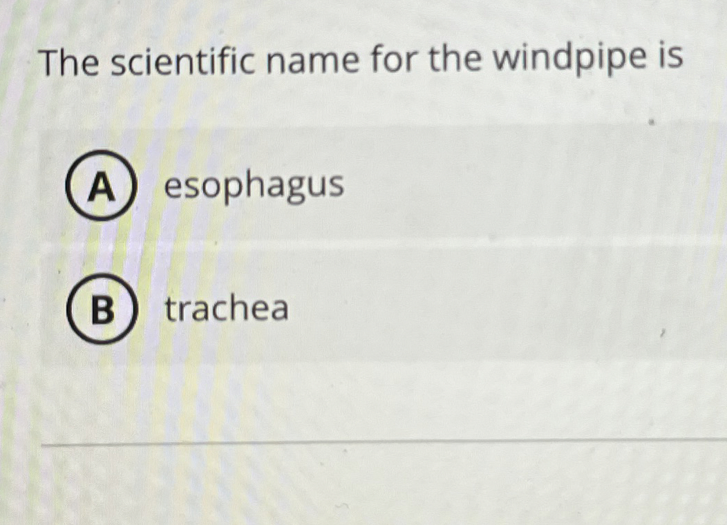 The scientific name for the windpipe is(A) | Chegg.com