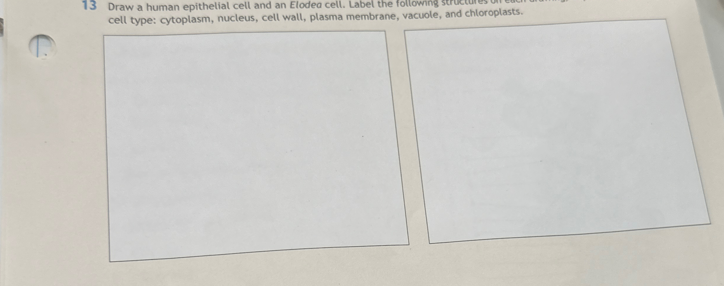 Solved 13 ﻿Draw a human epithelial cell and an Elodea cell. | Chegg.com