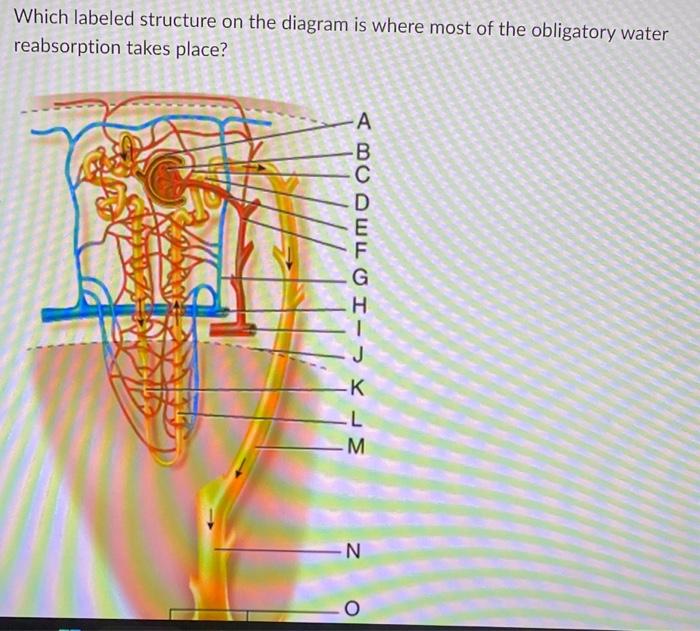 Solved Which labeled structure on the diagram is where most | Chegg.com