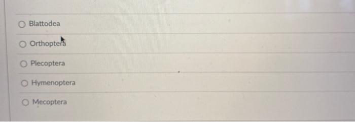 Solved The wings shown here belong to the Order 3rd | Chegg.com