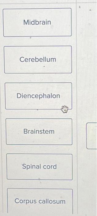 Solved Identify the features on this sagittal (median) | Chegg.com