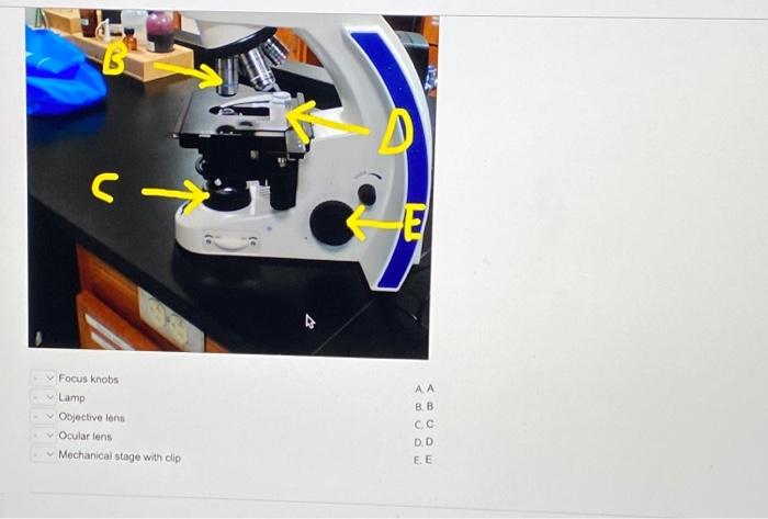 Solved C- Focus knobs Lamp Objective lens Ocular lens | Chegg.com