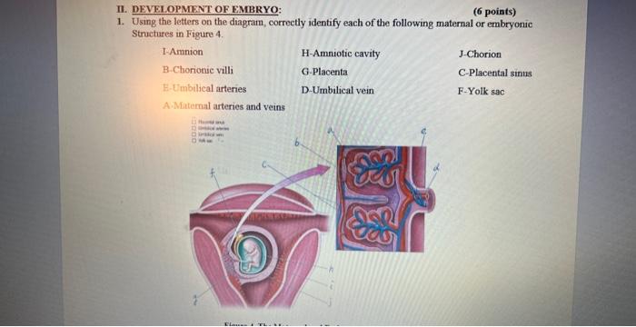 Solved II. DEVELOPMIENT OF EMBRYO: (6 points) 1. Using the | Chegg.com