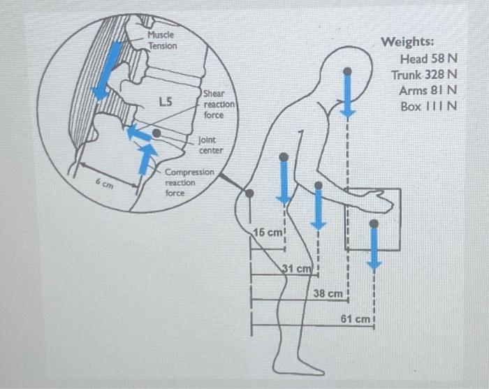 Solved What is the compression force on S1 if lumbosacral | Chegg.com