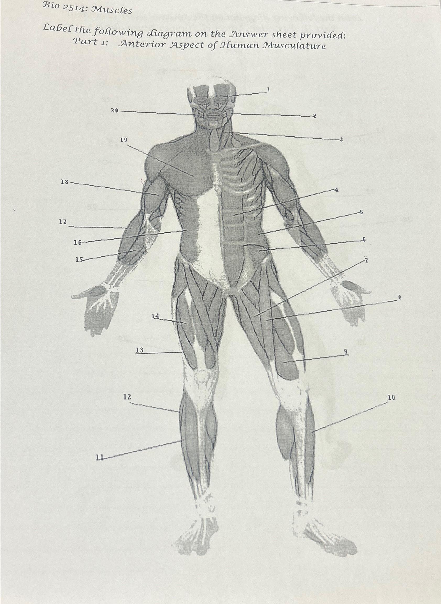 Solved Bio 2514: MusclesLabel the following diagram on the | Chegg.com