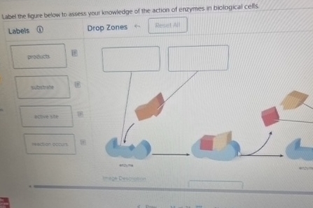 Solved Label the figure below to assess your knowledge of | Chegg.com