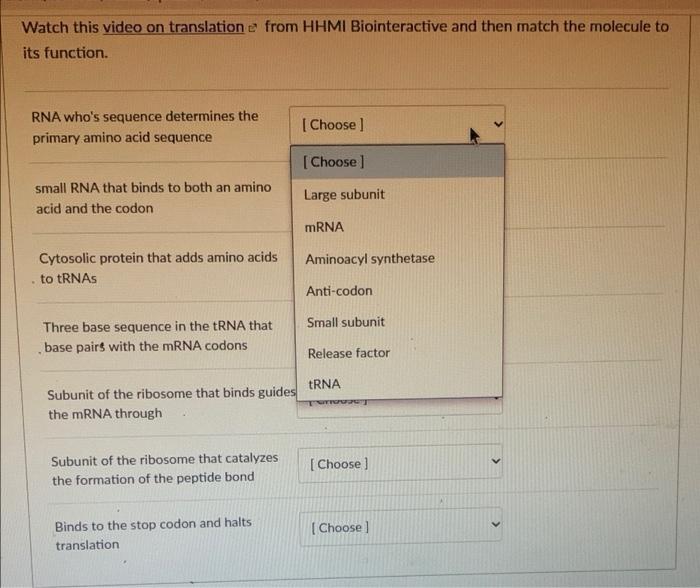 Solved Watch this video on translation e from HHMI | Chegg.com