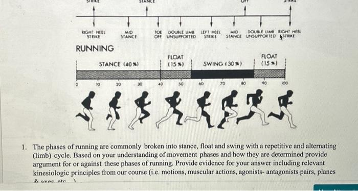 Solved 1. The phases of running are commonly broken into | Chegg.com