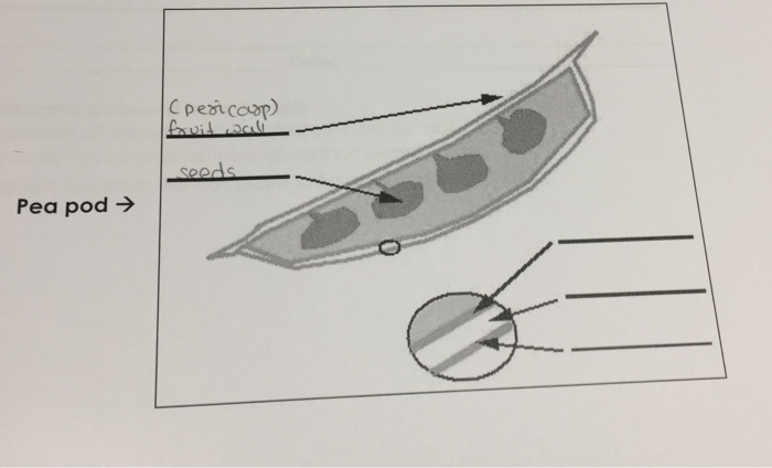 Solved (pericarp) fui ali Seeds Pea pod → | Chegg.com