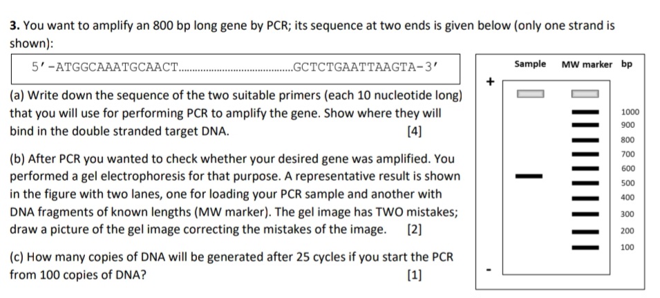 Solved You want to amplify an 800 ﻿bp long gene by PCR; its | Chegg.com