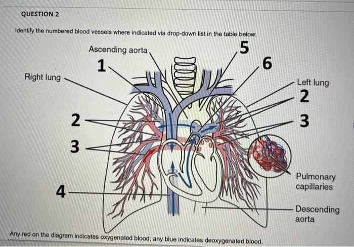 Solved Identify the numbered blood vessels where indicated | Chegg.com
