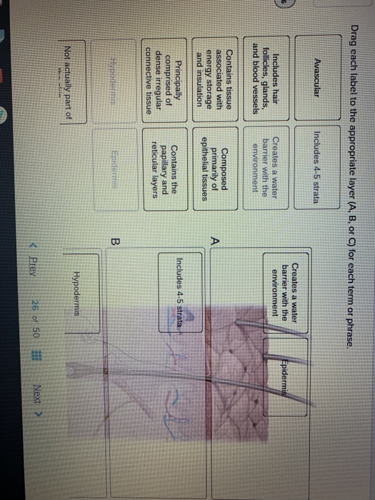 Solved Drag each label to the appropriate layer (A, B, or C) | Chegg.com