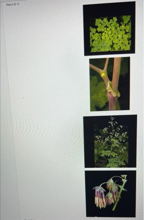 Laboratory 3 Worksheet Ranunculaceae Order: WORDS TO | Chegg.com