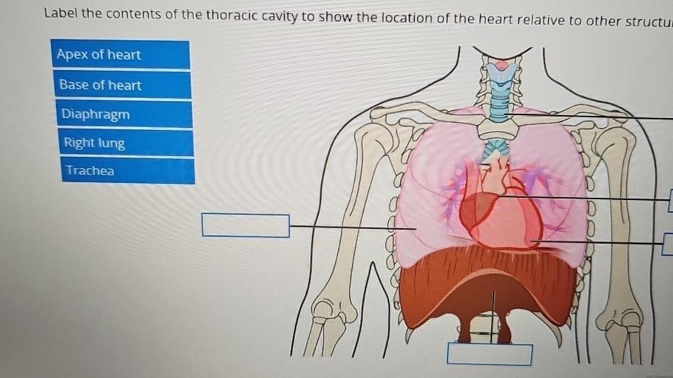 Solved Label the contents of the thoracic cavity to show the | Chegg.com