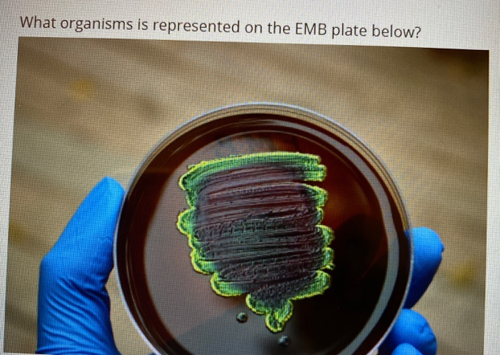 Solved What organisms is represented on the EMB plate below? | Chegg.com