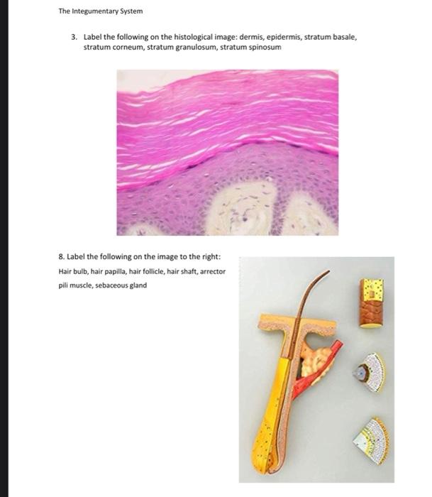 Solved 3. Label the following on the histological image: | Chegg.com