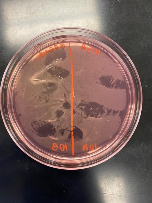 Solved on this plate ( MSA) 10A is Bacillus cereus and 10B | Chegg.com