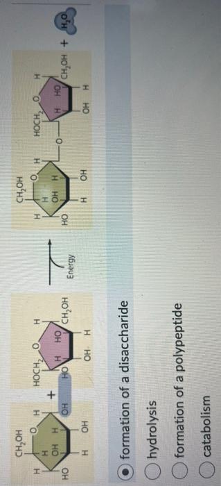 Solved formation of a disaccharide hydrolysis formation of a | Chegg.com