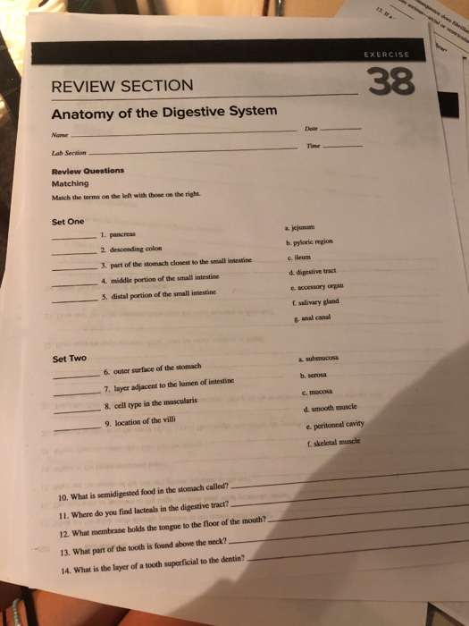 Solved EXERCISE REVIEW SECTION 38 Anatomy of the Digestive | Chegg.com