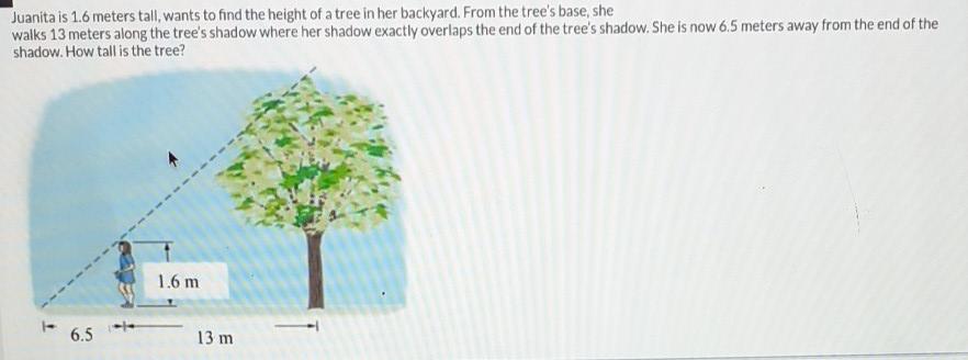 Solved Juanita is 1.6 meters tall, wants to find the height | Chegg.com