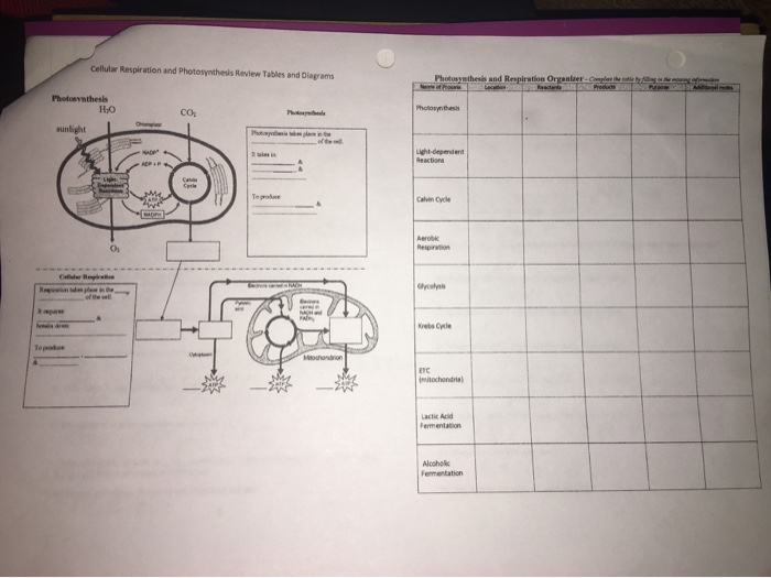 Solved Cellular Respiration and Photosynthesis Review Tables | Chegg.com