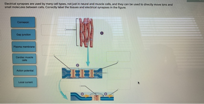 Solved Electrical synapses are used by many cell types, not | Chegg.com