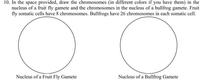 Solved 10. In the space provided, draw the chromosomes (in | Chegg.com