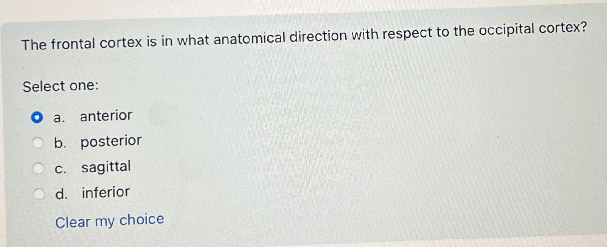 Solved The frontal cortex is in what anatomical direction | Chegg.com