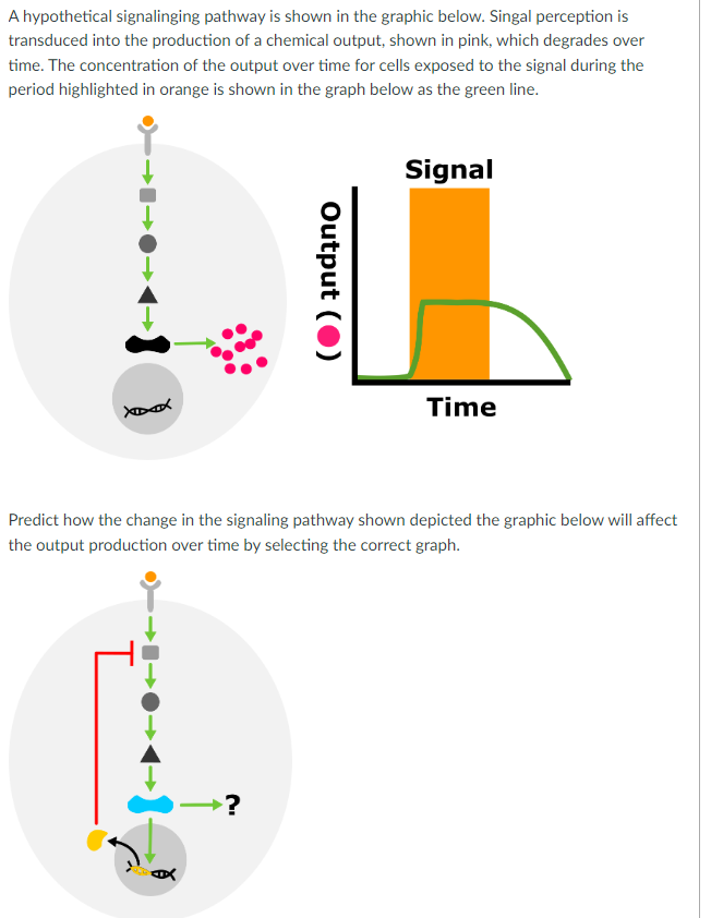 Solved A hypothetical signalinging pathway is shown in the | Chegg.com