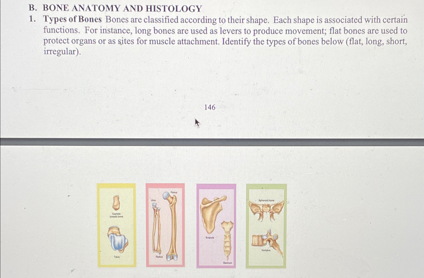 Solved B. ﻿BONE ANATOMY AND HISTOLOGYTypes of Bones Bones | Chegg.com