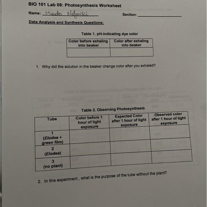 Solved BIO 101 Lab 08: Photosynthesis Worksheet Name: Mads | Chegg.com