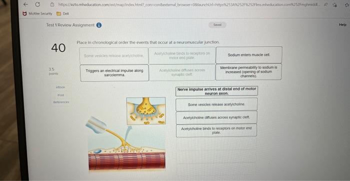 Solved Place in chronological order the events that occur at | Chegg.com