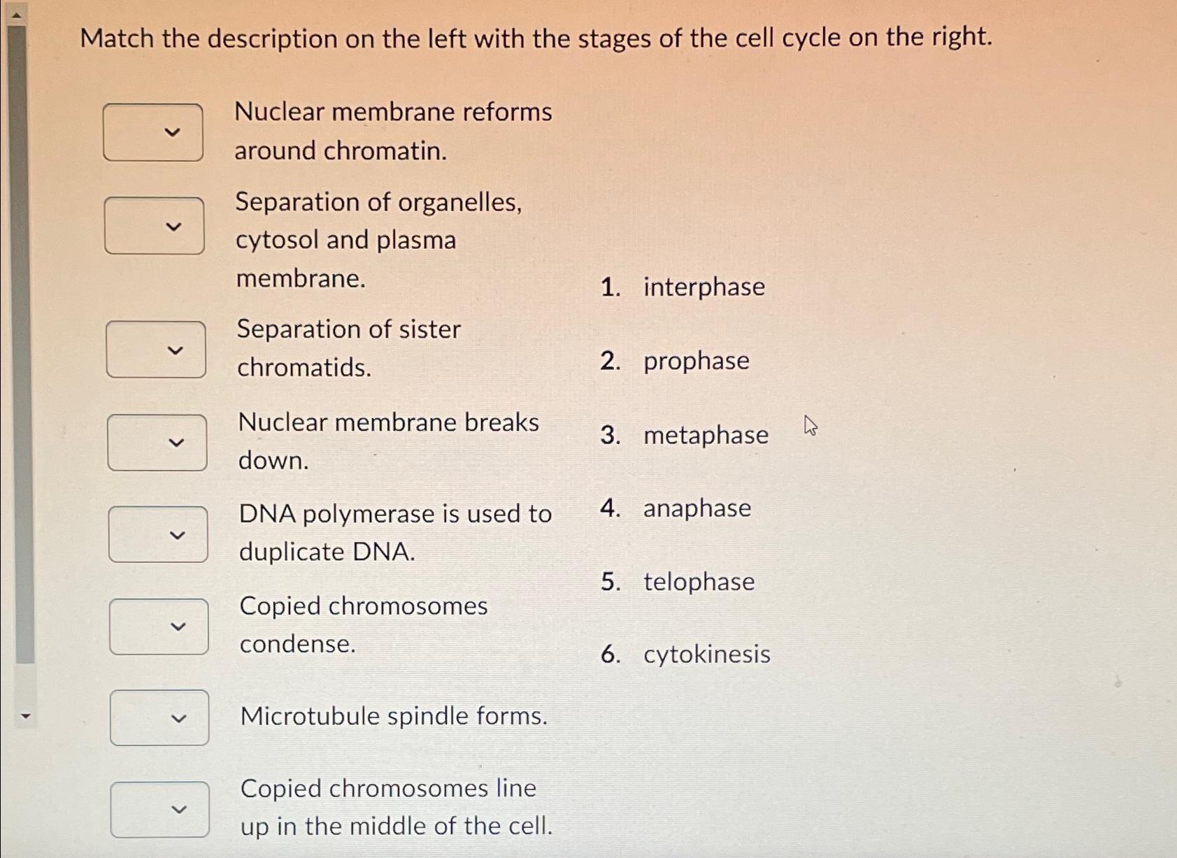 Solved Match the description on the left with the stages of | Chegg.com