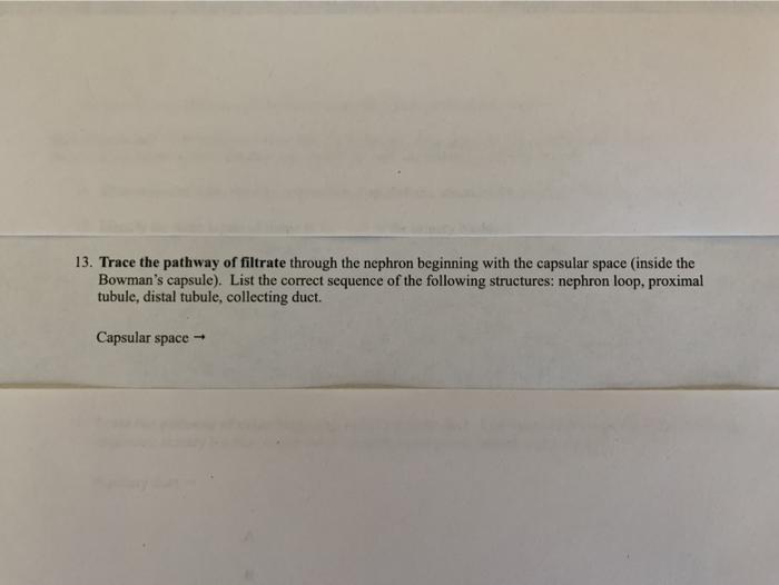 Solved 13. Trace the pathway of filtrate through the nephron | Chegg.com