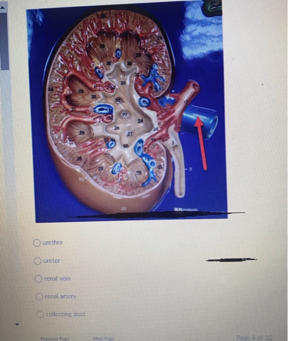 Solved Ourethra ureter renal vein renal artery collecting | Chegg.com